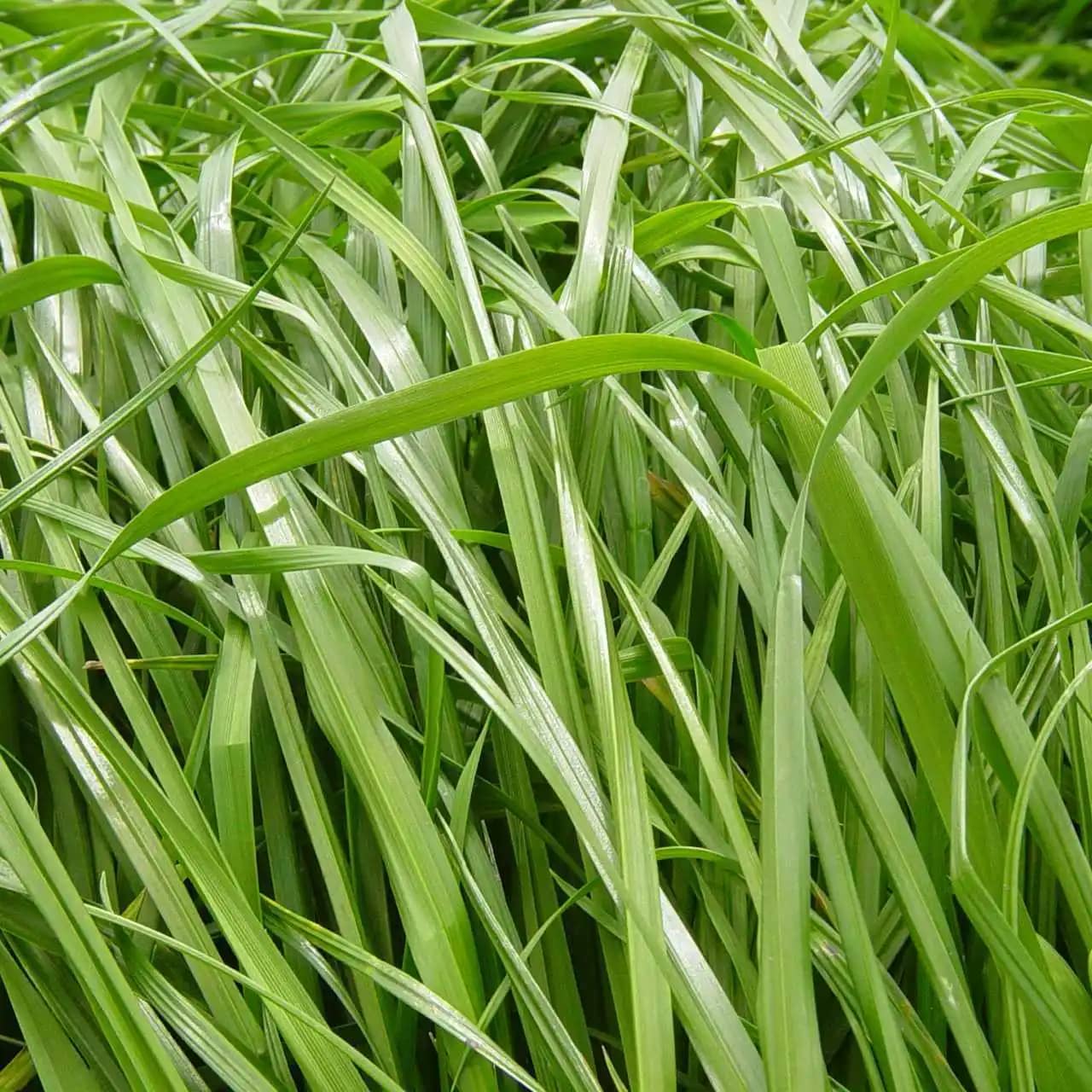 Ryegrass Bestfor Original - Semillas de forrajes | Croper