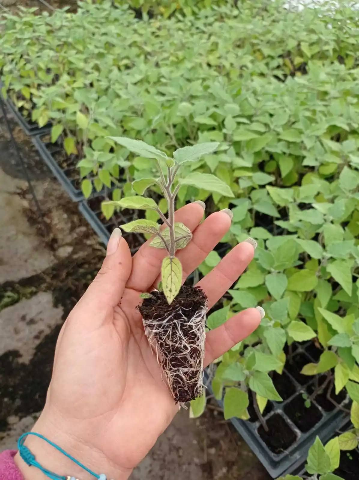 Planta de Uchuva | Croper