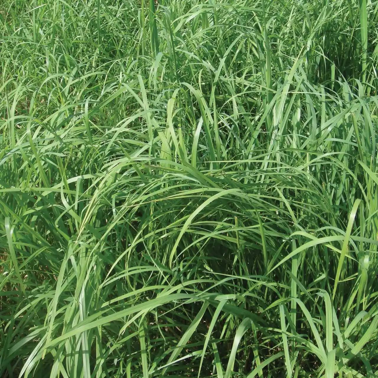 Semilla Forrajera Panicum Maximum Massai | Croper